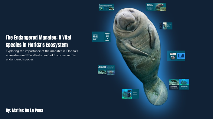 The Endangered Manatee: A Vital Species in Florida's Ecosystem by ...