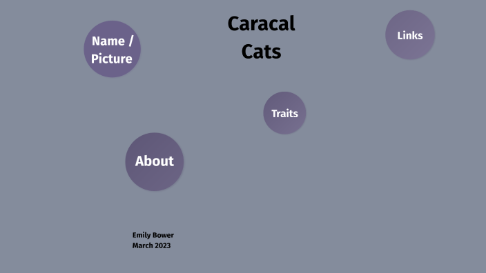 Caracal Cats by Wagoogus jr. on Prezi