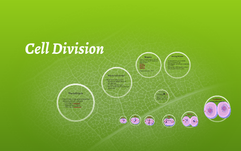 7th Grade Cell Division by Todd Taylor on Prezi