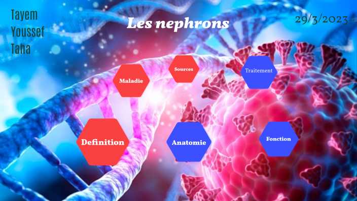 Nephrons1 by Taha Omar Tarek Aboul Atta on Prezi