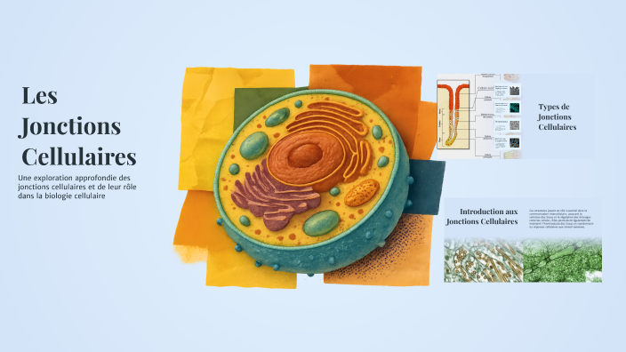 Les Jonctions Cellulaires by Chahrazed Saka on Prezi