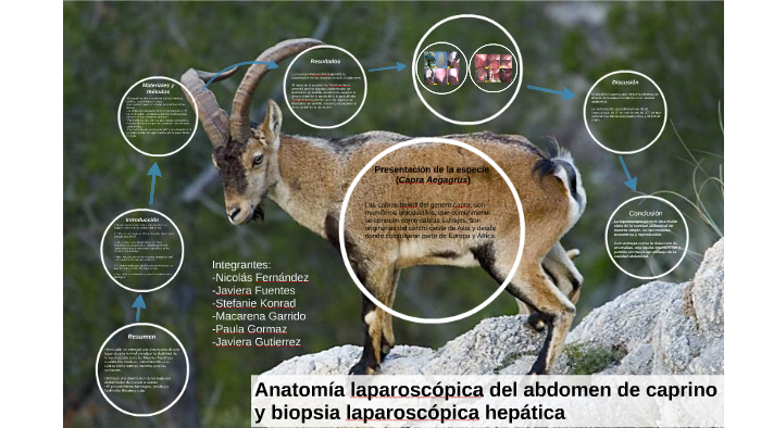 Laparoscopic anatomy of caprine abdomen and laparoscopic liv by Nicolas ...