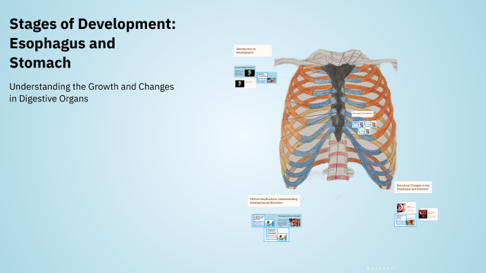 Stages of Development: Esophagus and Stomach by M M S on Prezi