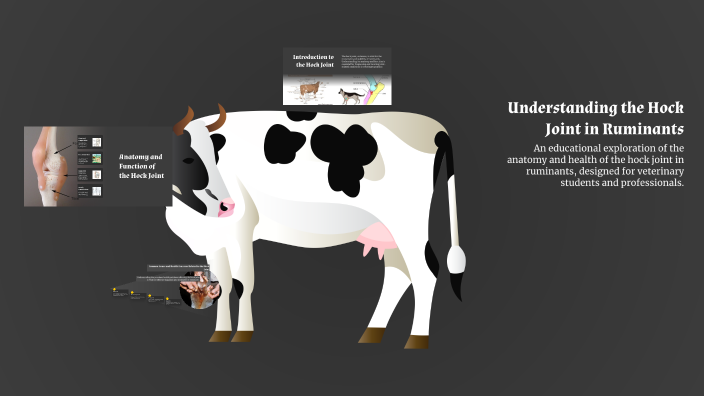 Understanding the Hock Joint in Ruminants by Latonia Delieva on Prezi