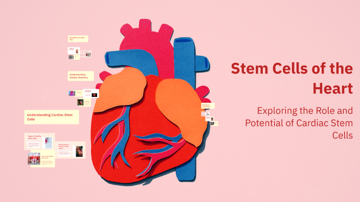 Stem Cells of the Heart by fhm gh on Prezi