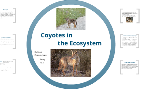Coyotes in the Ecosystem by scott cunningham on Prezi