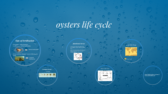 oysters life cycle by viviana roa on Prezi