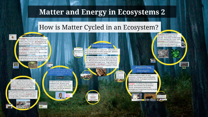 Matter and Energy in Ecosystems 2 by Joan Smith on Prezi