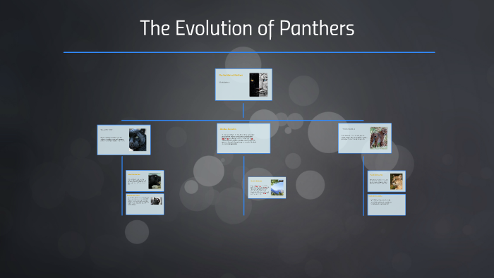 The Evolution of Panthers by Blake Buchanan on Prezi