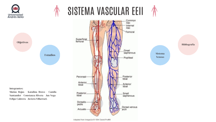 Anato EEII by Katalina Bravo on Prezi