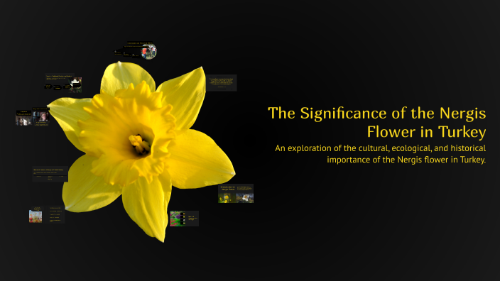 The Significance of the Nergis Flower in Turkey by arda demşrbas on Prezi