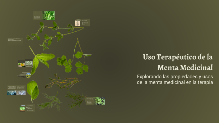 Uso Terapéutico de la Menta Medicinal by wilson alexander Ceballos ...