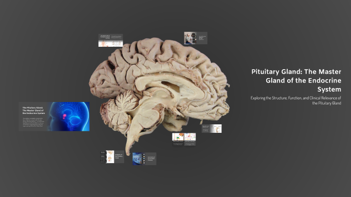 Pituitary Gland: The Master Gland of the Endocrine System by Abdullah ...