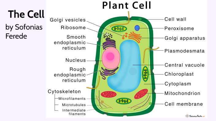 The Cell, Ap-Bio,5th by Sofonias Ferede on Prezi