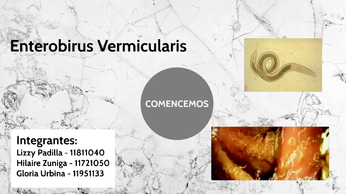 Enterobirus Vermicularis by Lizzy Padilla on Prezi