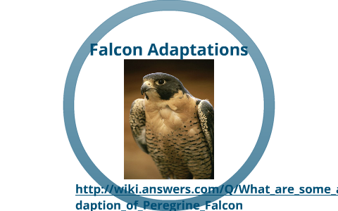 Adaptation mind map by Eloi Gruget on Prezi