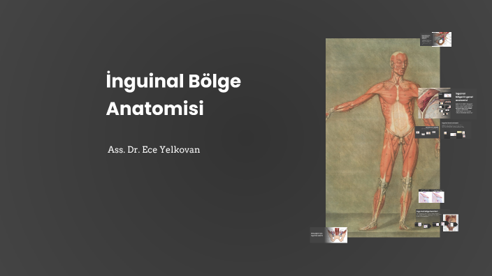 Inguinal Anatomy: A Visual Exploration by Ece Yelkovan on Prezi