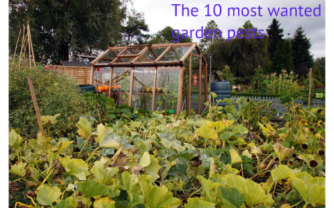 Garden Pests by michael sturman on Prezi