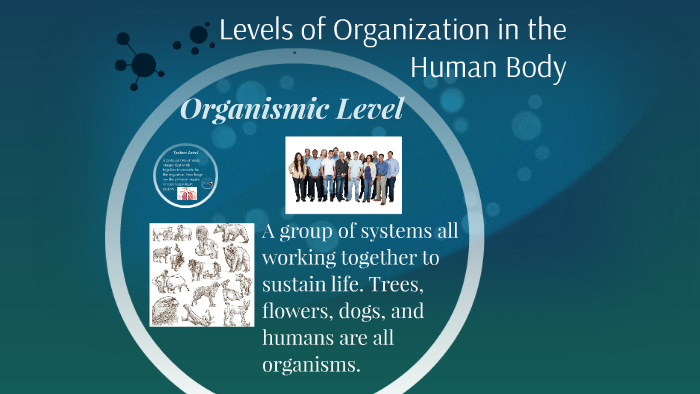 Levels of Organization in the Human Body by Madi C on Prezi