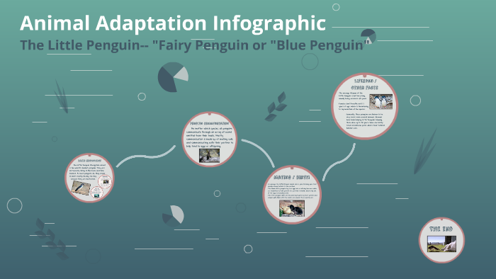 Animal Adaptation Infographic by Jack White on Prezi
