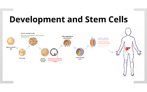 Stem Cells by Robert Welter on Prezi