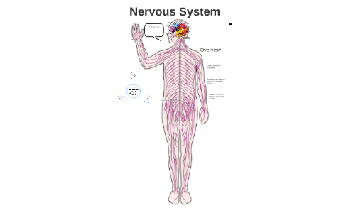 AP Bio Nervous System by John DiSessa on Prezi