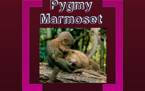 marmoset science project by am moozer on Prezi