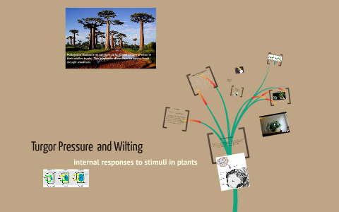 Turgor Pressure in Plants and Wilt by Mary Mendel on Prezi