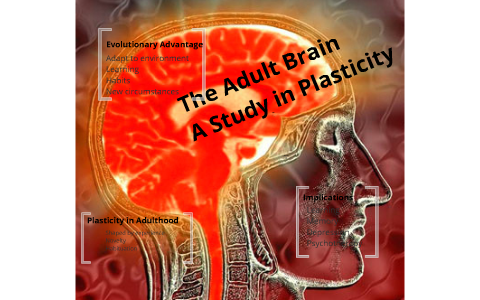 Plasticity of the Adult Brain by Terri Combs-Orme