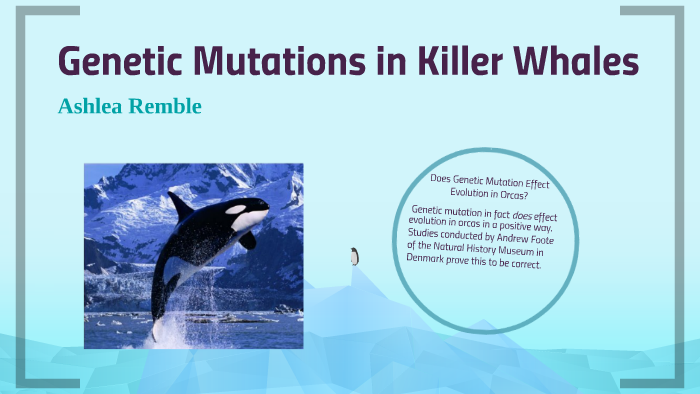 Genetic Mutations in Killer Whales by Ashlea Remble on Prezi