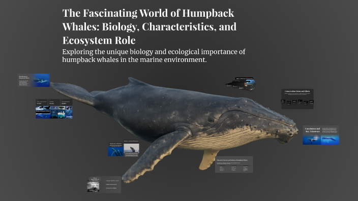 The Fascinating World of Humpback Whales: Biology, Characteristics, and ...