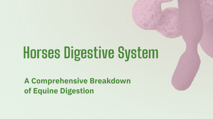 Horses Digestive System by Jessica Guyver on Prezi