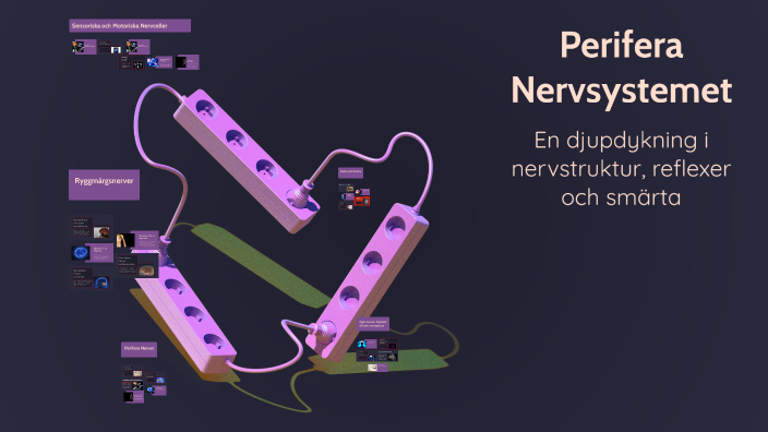 Perifera Nervsystemet by Wilma von Bolton on Prezi