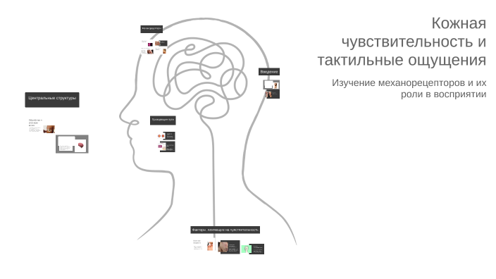Кожная чувствительность и тактильные ощущения by Brainin Gregory on Prezi