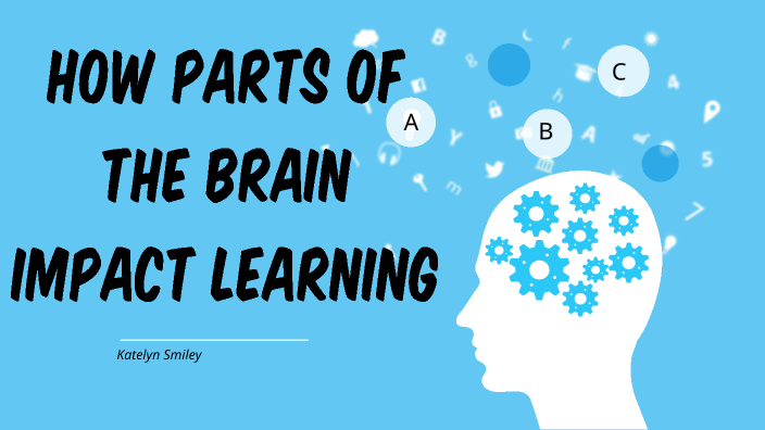 How parts of the brain have an impact on learning. by Katelyn Smiley on ...