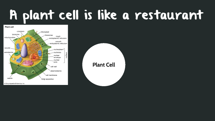 Plant Cell Analogy Project by Isabella Martinez on Prezi