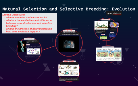 Natural Selection and Selective Breeding: Evolution (Year 10) by ...