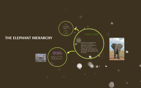 THE ELEPHANT HIERARCHY by on Prezi