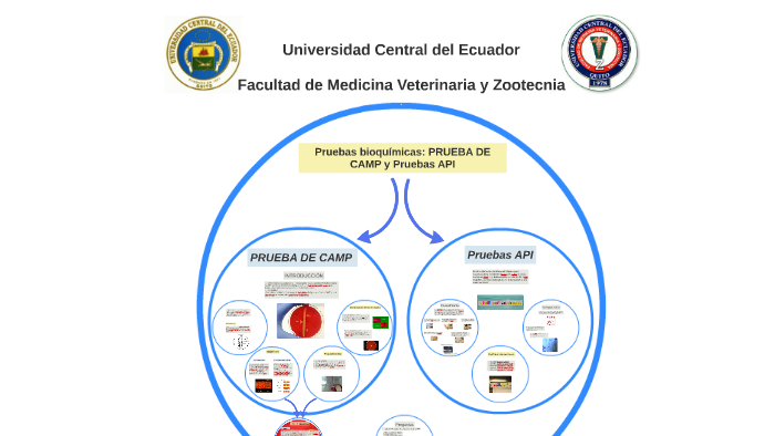 10. Pruebas CAMP y Pruebas API by Eduardo Lescano on Prezi
