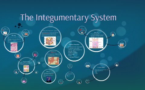 The Integumentary System- Biomed Honors by Abby H. on Prezi