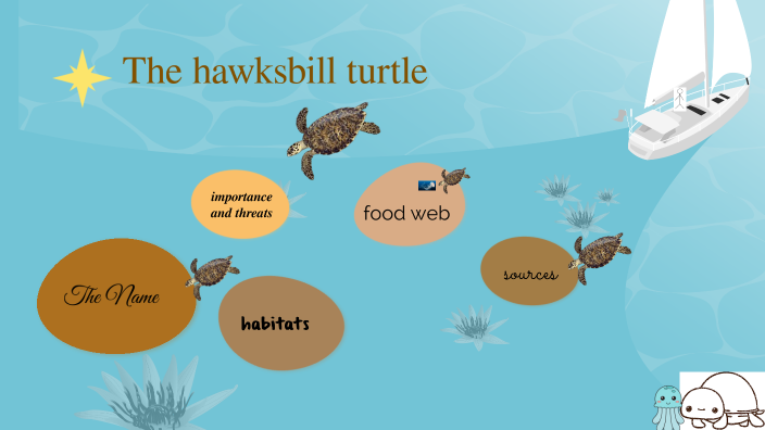 The Hawksbill sea Turtle by Anastacia Larson on Prezi