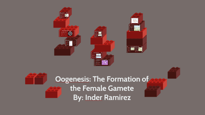 Oogenesis: The Formation of the Female Gamete by Inder Ramirez on Prezi