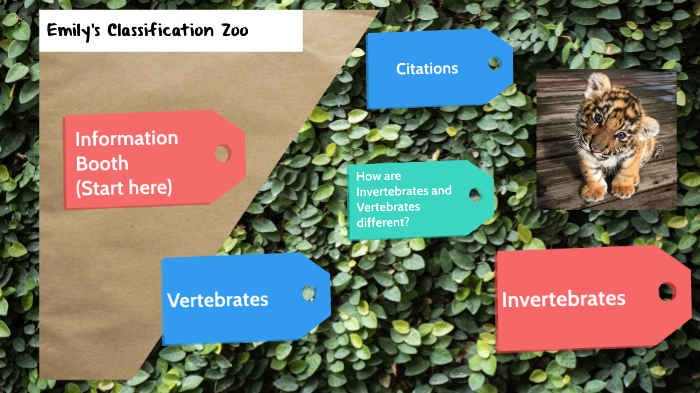 Classification Zoo Project by Emily Lund on Prezi