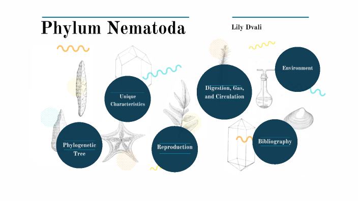 Animal Diversity Project by Elene Dvali on Prezi