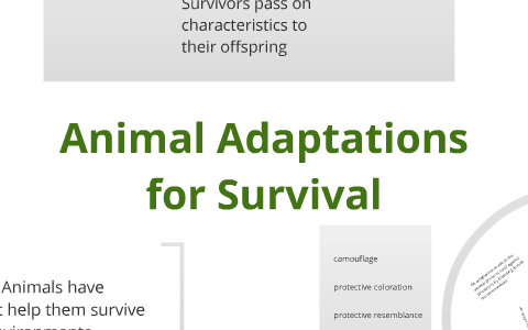 Animal Adaptations for Survival by Robert Martindale on Prezi