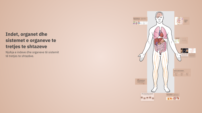 Indet, organet dhe sistemet e organeve te tretjes te shtazeve by ...