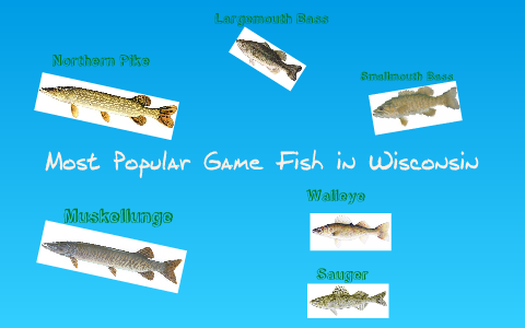 Most popular game fish in Wisconsin by Dylan Fogeltanz on Prezi