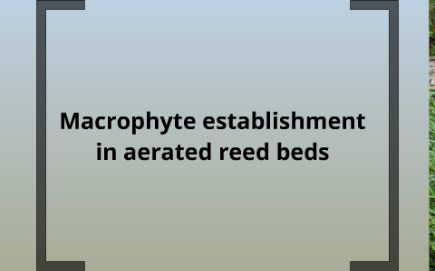 Macrophyte establishment in aerated reed beds by ellie butterworth on Prezi
