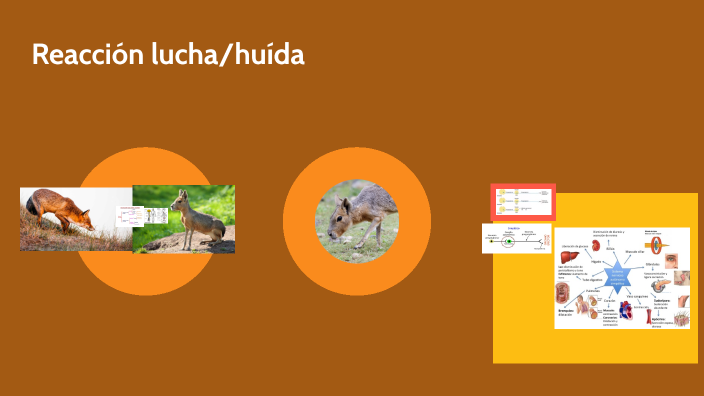 Reacción lucha/huída by Cele Paez on Prezi