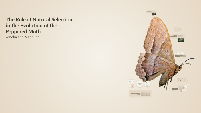 The Role of Natural Selection in the Evolution of the Peppered Moth by ...